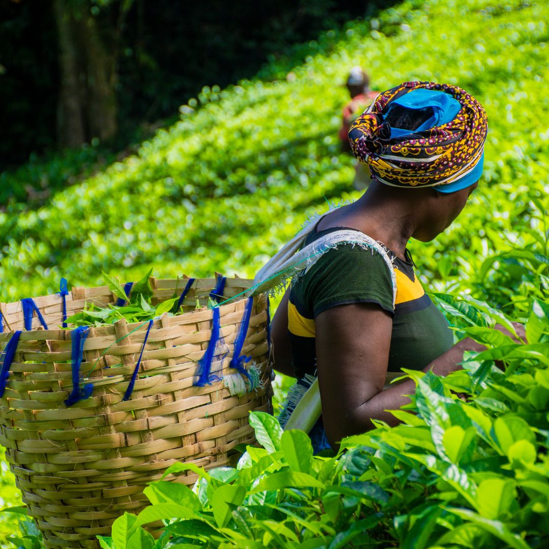 The Global Tea Industry: Current Economic Outlook and Future Forecast ...